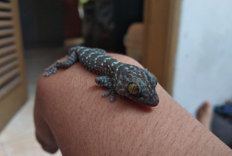 Baby Leopard Gecko Hatching