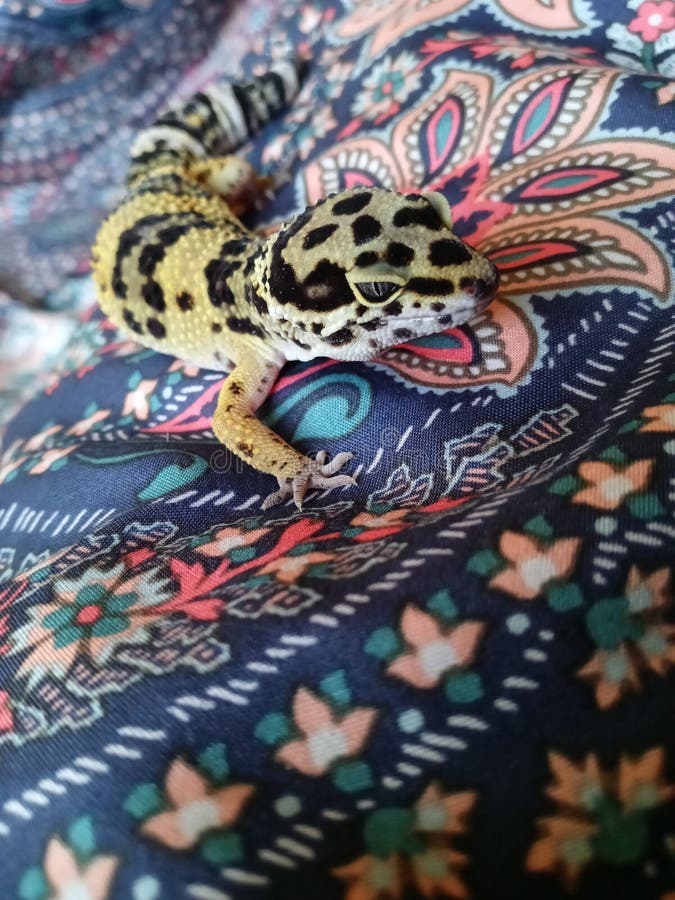 Baby gecko lizard stock image. Image of purple, baby - 238586189