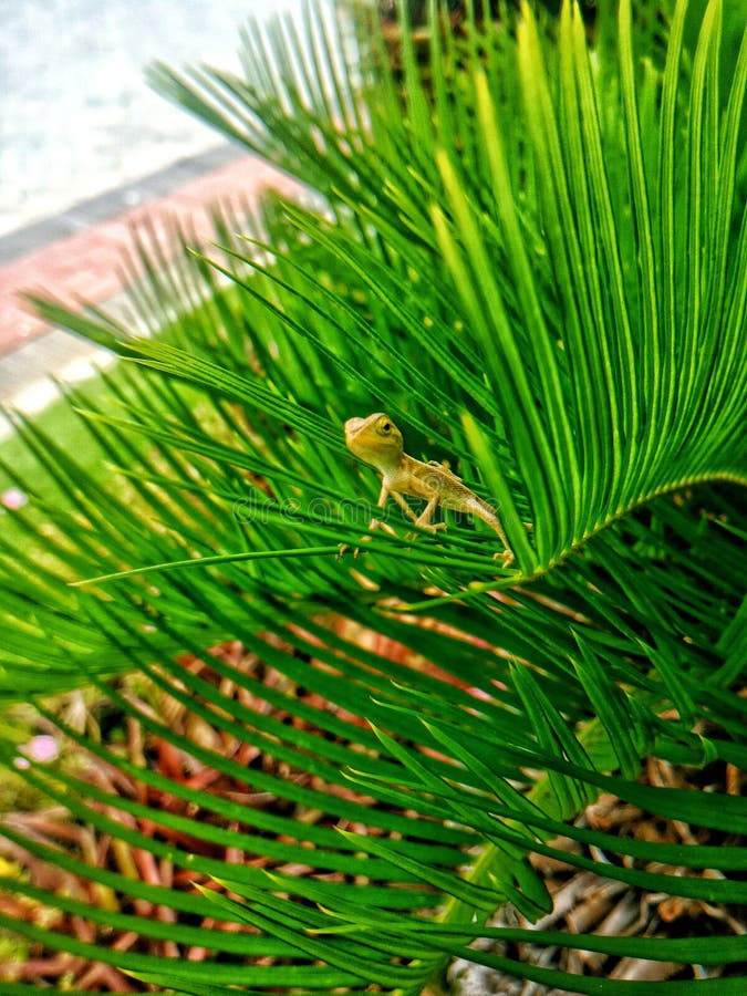 Baby Gecko stock photo. Image of gecko, reptiles, baby - 52506112