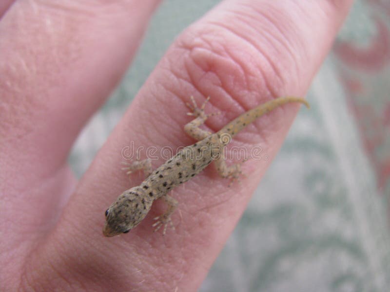 Baby Gecko stock image. Image of details, tiny, brown - 76789989
