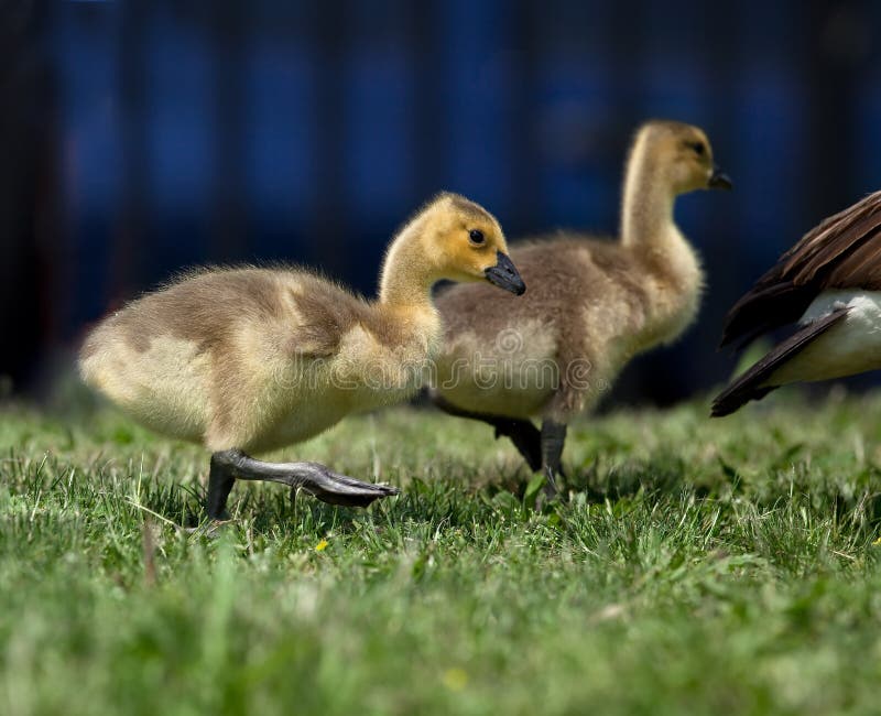 Baby geese stock image. Image of season, nature, leader - 12998221