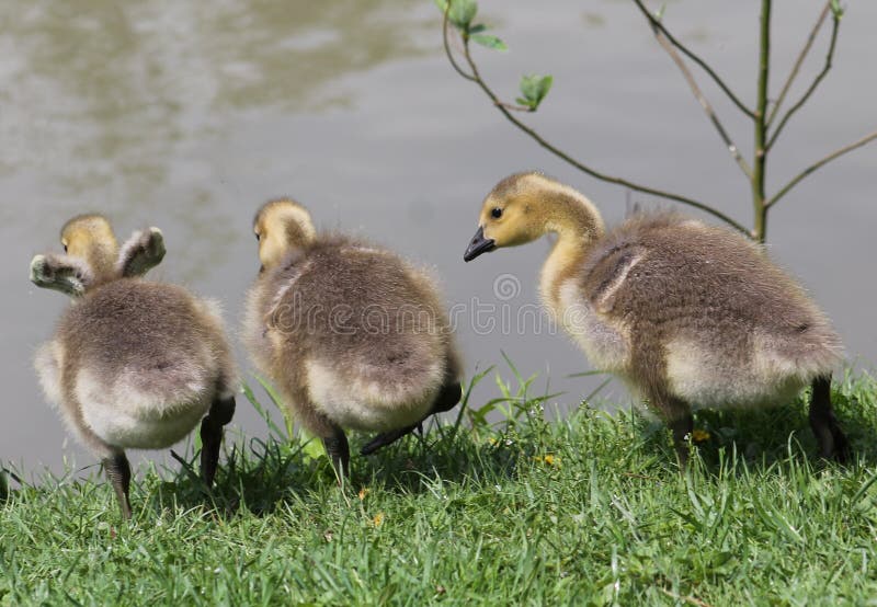 Baby Geese stock photo. Image of wings, wildlife, geese - 43523174