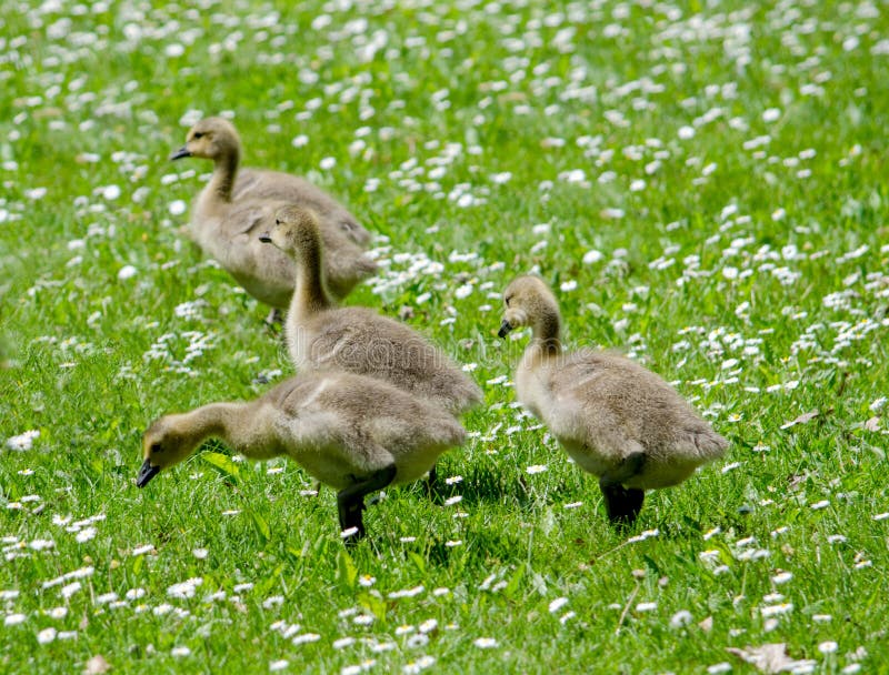 Baby Geese in a Field of White Stock Image - Image of play, spring ...