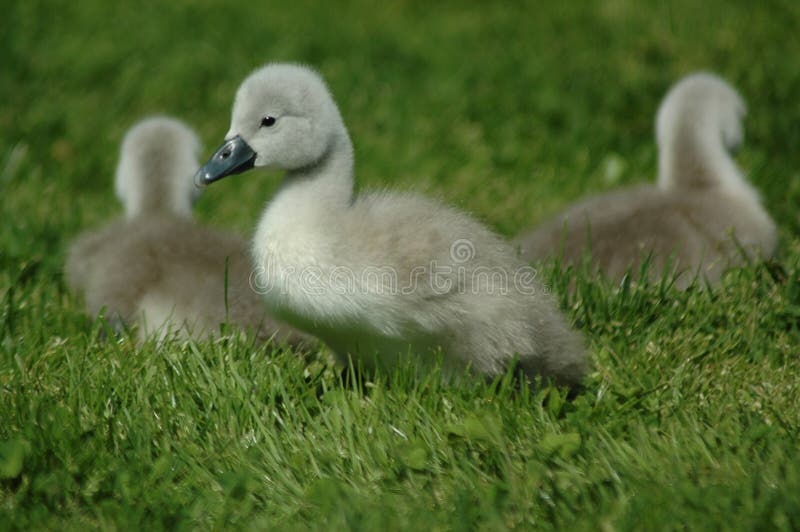 Baby Geese stock photo. Image of triple, long, gaggle - 56526230