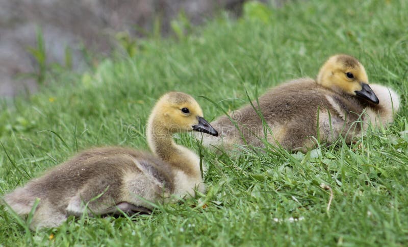 Baby Geese stock photo. Image of green, wildanimals, babyanimals - 43523170