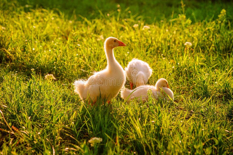 Baby geese take a break. stock photo. Image of duck - 116256136