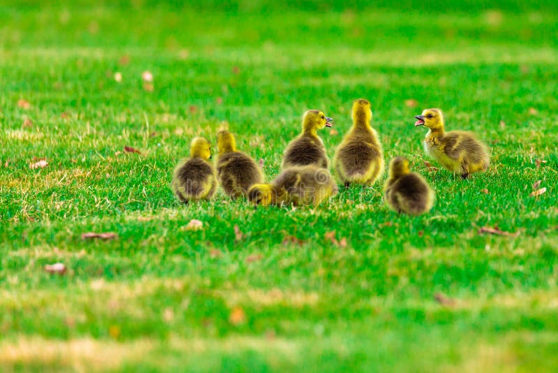 Wild Gosslings Stock Photos - Free & Royalty-Free Stock Photos from ...