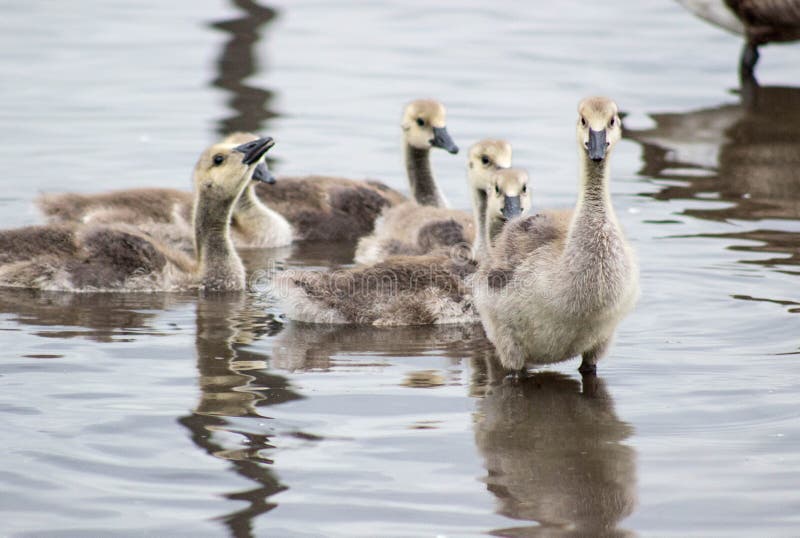 Baby Geese stock photo. Image of birds, geese, swim, spring - 93756816