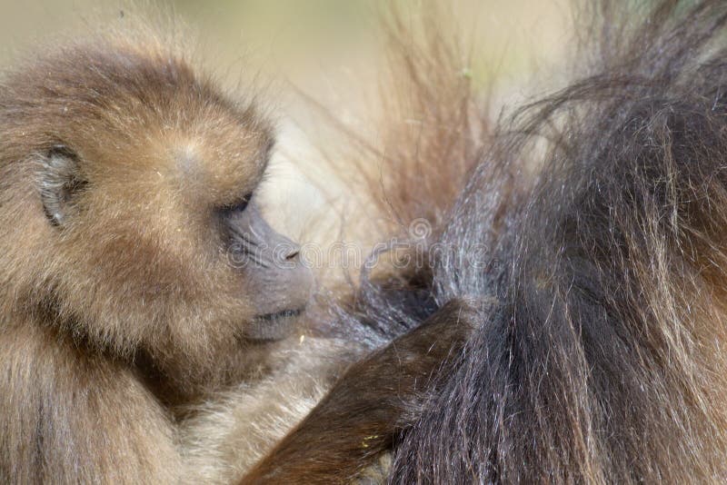 Baby gelada baboon stock image. Image of africa, looking - 27490883