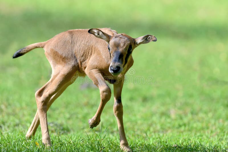 Baby gemsbok stock photo. Image of nature, herbivore - 59732564