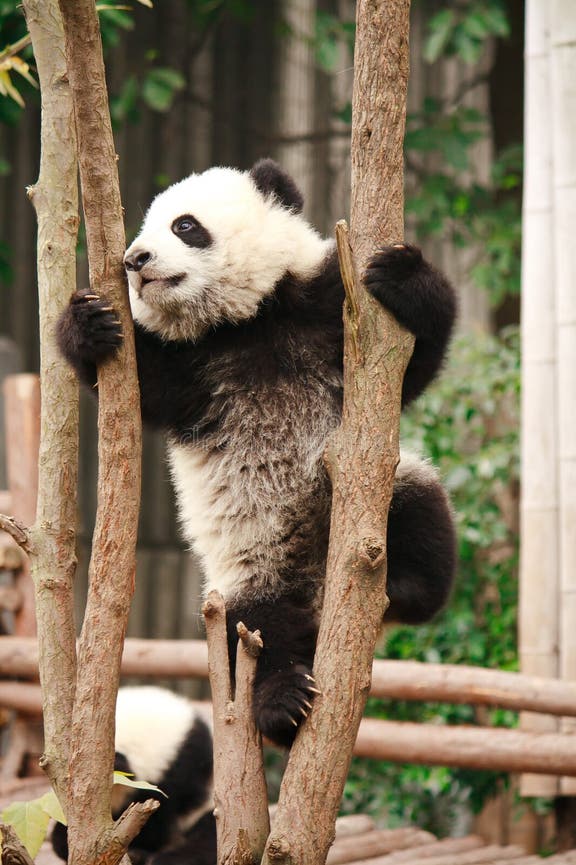 Baby of Giant panda bear stock photo. Image of giant - 318569194