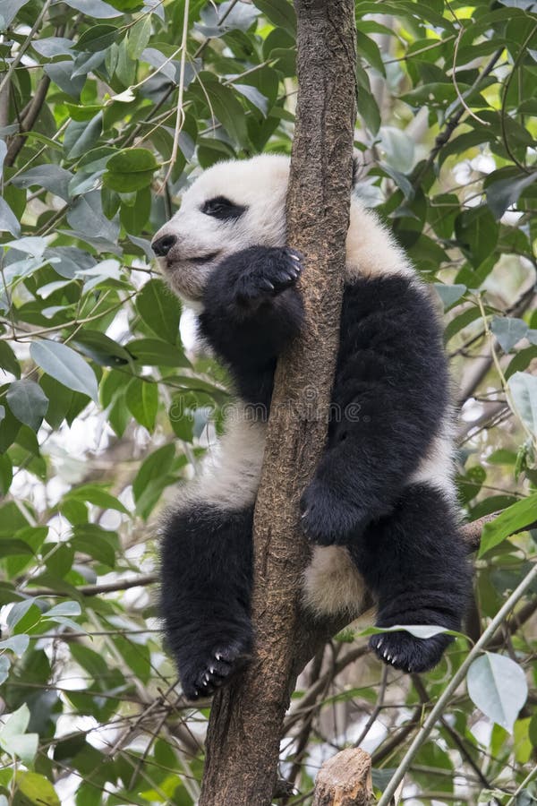 Baby Giant Panda Resting in a Tree Chengdu, China Stock Photo - Image ...