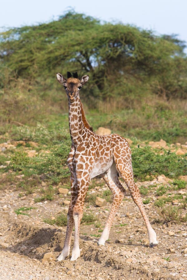 Giraffe Cow and Calf in Africa Stock Image - Image of artiodactyla ...