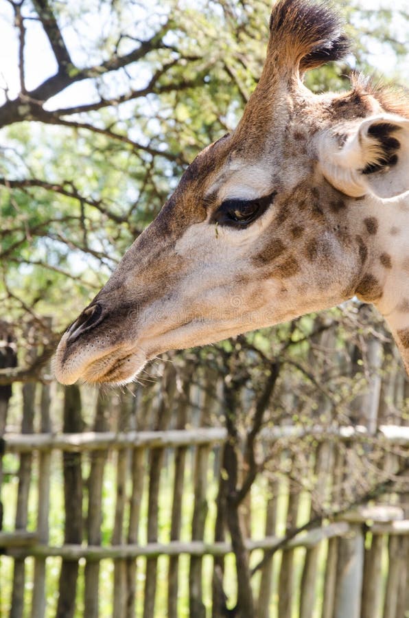 185 Baby Giraffe Close Up Head Stock Photos - Free & Royalty-Free Stock ...
