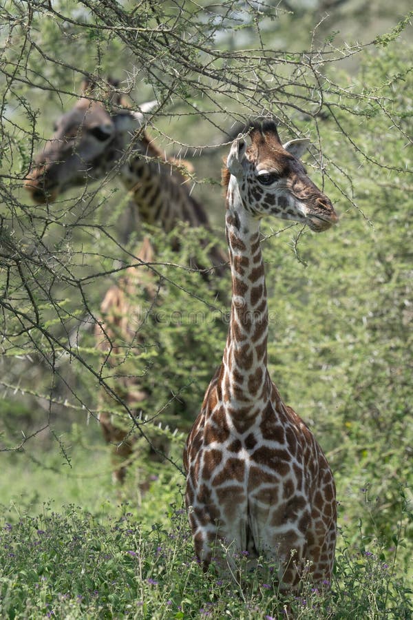 Baby Giraffe Eating