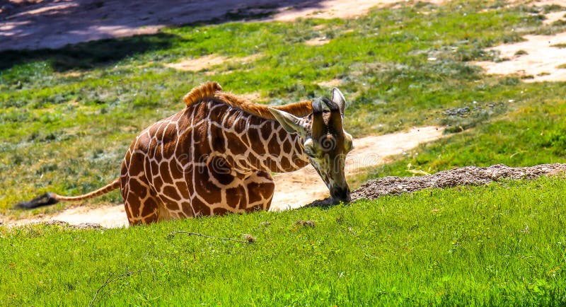 Baby Giraffe Eating Grass at Zoo Stock Photo - Image of ground, outdoor ...