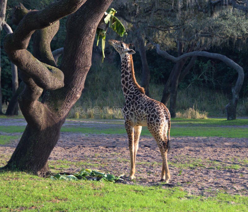 1,273 Giraffe Looking Up Stock Photos - Free & Royalty-Free Stock ...