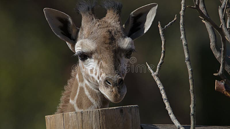Baby Giraffe stock photo. Image of brown, addition, giraffe - 92982334