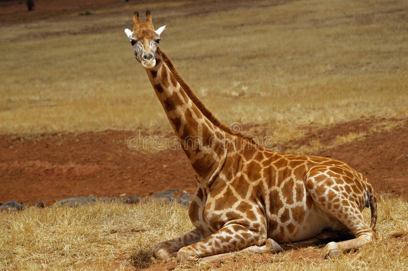 Baby giraffe resting stock image. Image of african, giraffe - 7357063