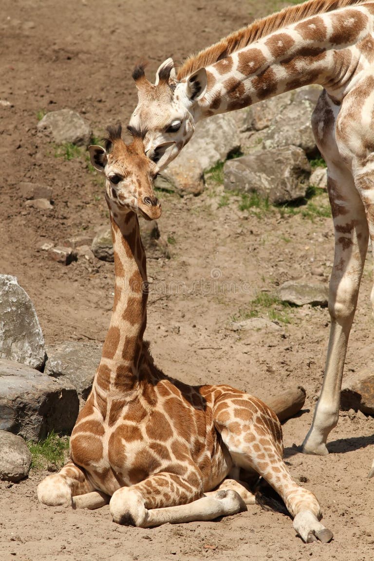 246 Baby Giraffe Sitting Stock Photos - Free & Royalty-Free Stock ...