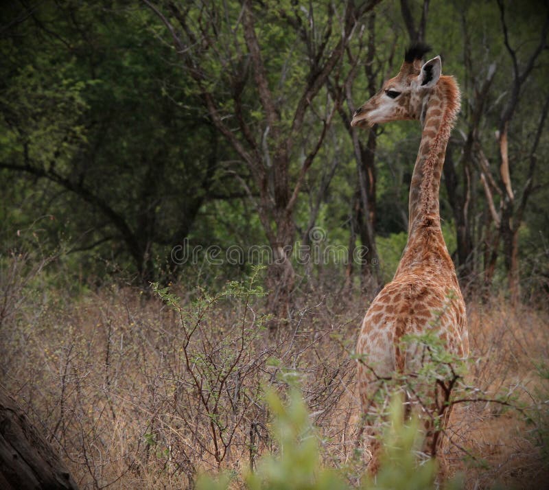 Baby Giraffe stock image. Image of savannah, standing - 47849391