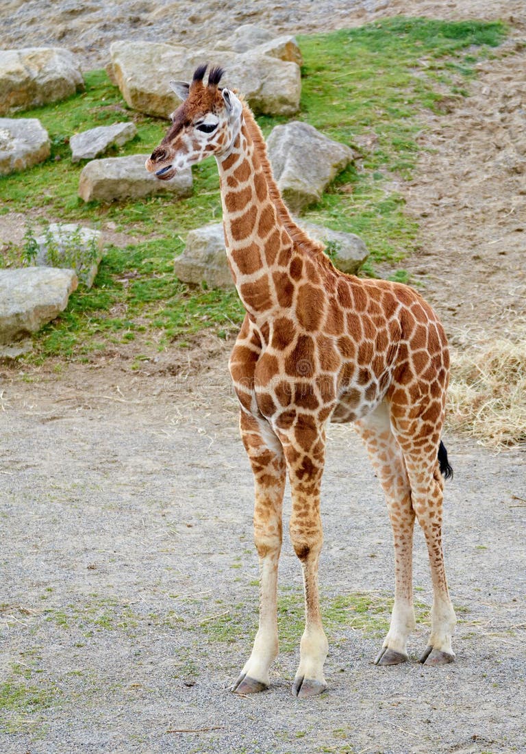 Phoenix Zoo Baby Giraffe Stock Photos - Free & Royalty-Free Stock ...