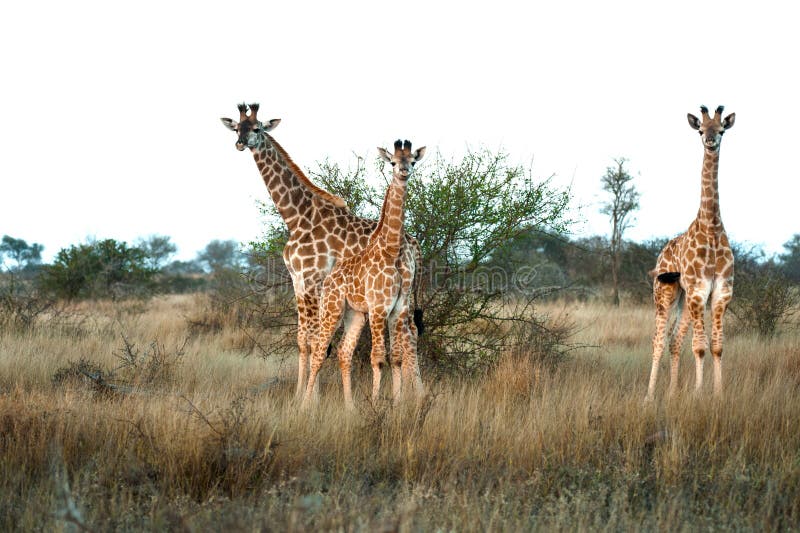 Baby Giraffe Trio stock image. Image of inquisitive, wildlife - 48510035