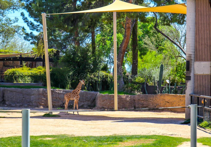 Baby Giraffe Under Large Zoo Canopy Stock Image - Image of cactus ...
