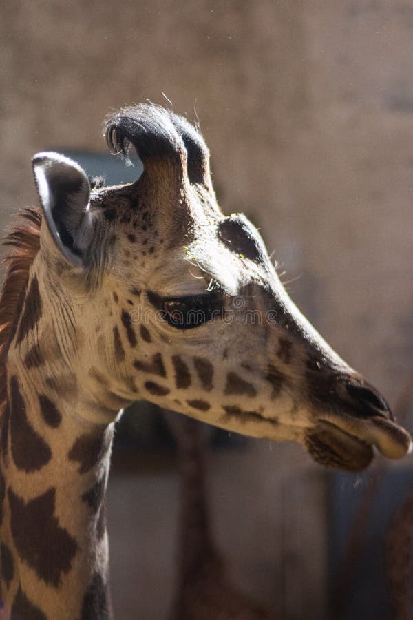 Baby Giraffe at the Zoo in the Sun Stock Image - Image of giraffe ...