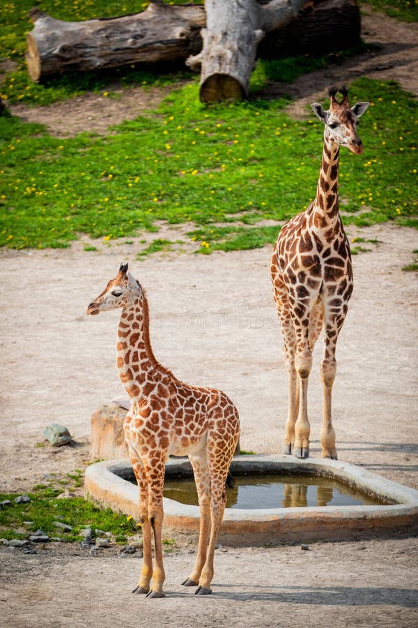 Baby giraffes in a zoo stock image. Image of african - 30796849