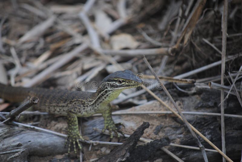 Wild Goanna stock image. Image of habitat, hold, scales - 15245679