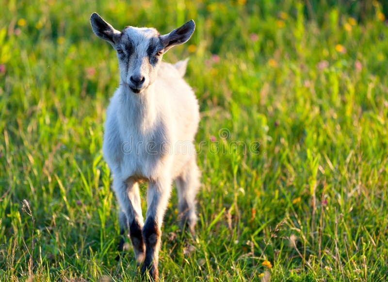 Baby goat stock photo. Image of meadow, agriculture, countryside - 20747230