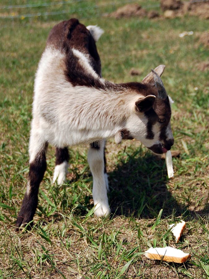 Baby Goat stock photo. Image of brown, animals, goat - 22904790