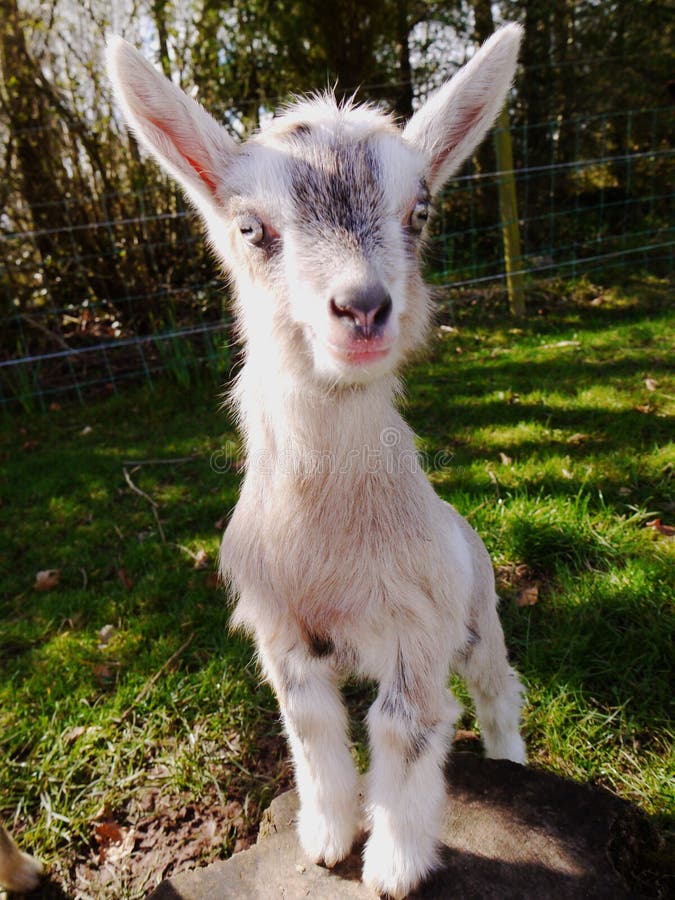 Baby goat stock image. Image of young, white, animal - 26341811