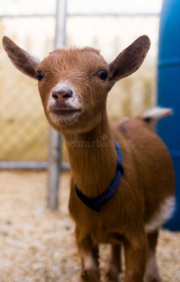 Baby Goat stock image. Image of nose, cute, adorable - 27936077