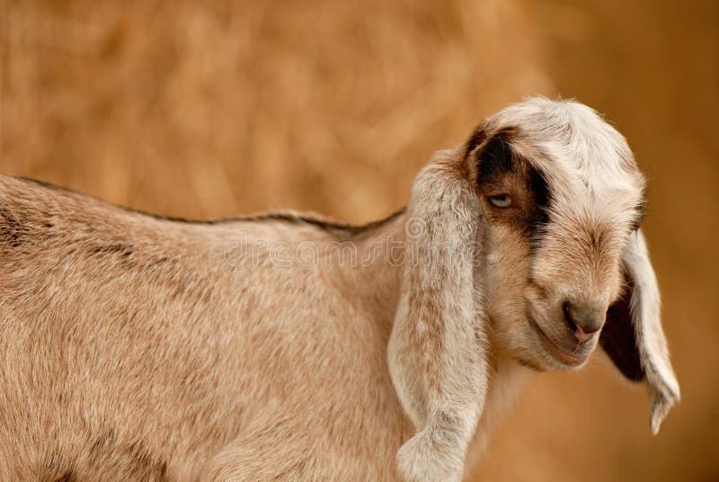 Baby goat stock image. Image of goats, sheep, baby, animal - 4534475
