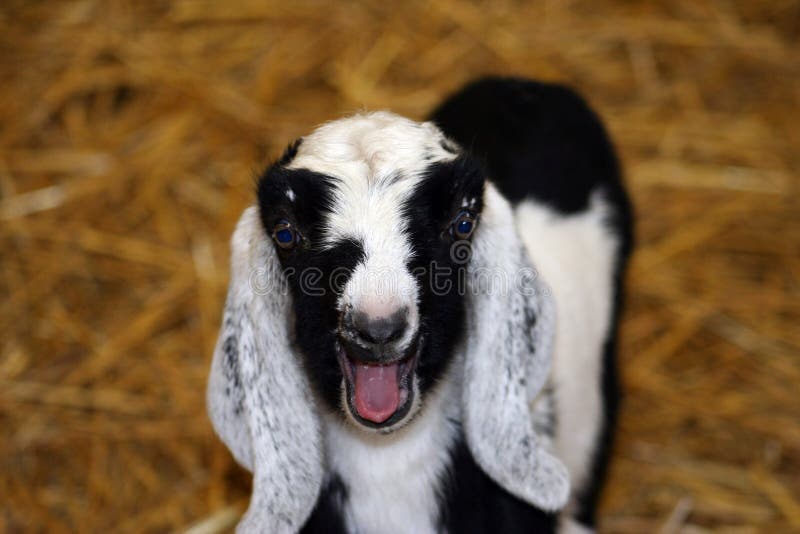 Baby Goat stock photo. Image of livestock, ears, farm, baby - 767026