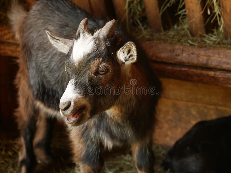 Baby Goat with a Black and White Face is Standing in a Pen Stock Image ...