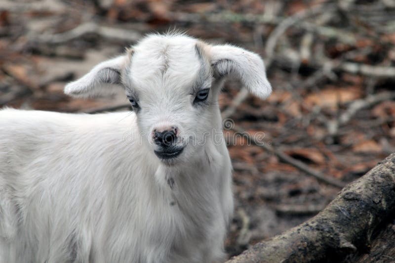 A Close Up of a Loving Adorable Baby Goat with White Fur and Blue Eyes ...