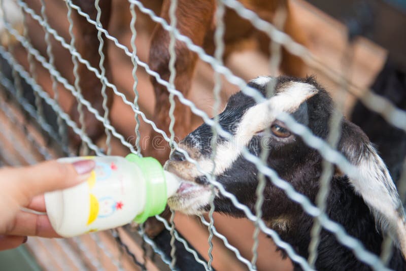 Baby goat drinking milk stock photo. Image of baby, feeding - 51329310
