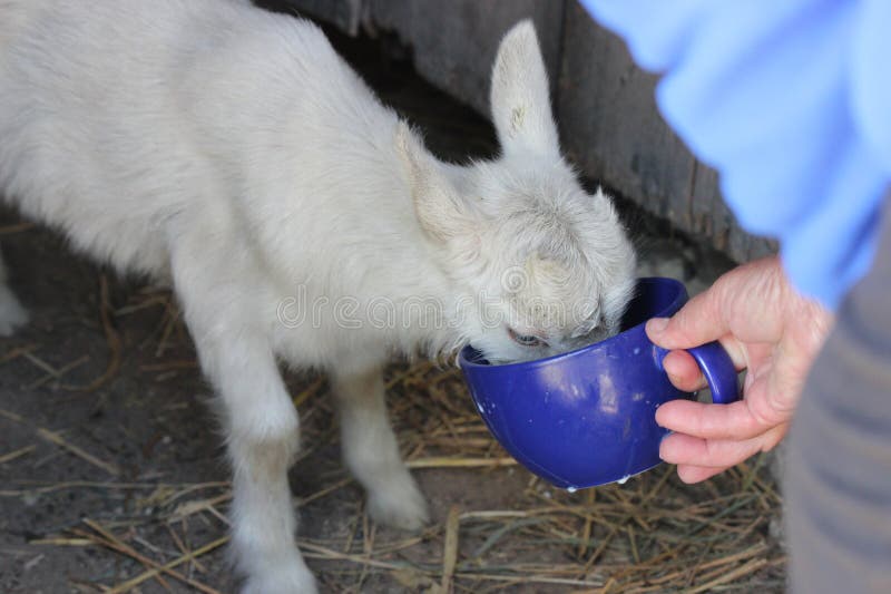 Baby goat drinking milk stock photo. Image of animal - 381677234