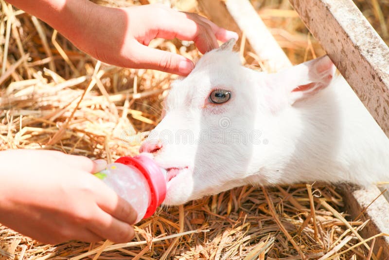 236 Baby Goat Drinking Milk Stock Photos - Free & Royalty-Free Stock ...