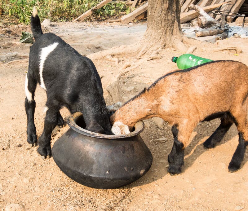 Baby Goat Eating Out of Kettle Stock Photo - Image of farm, nature ...