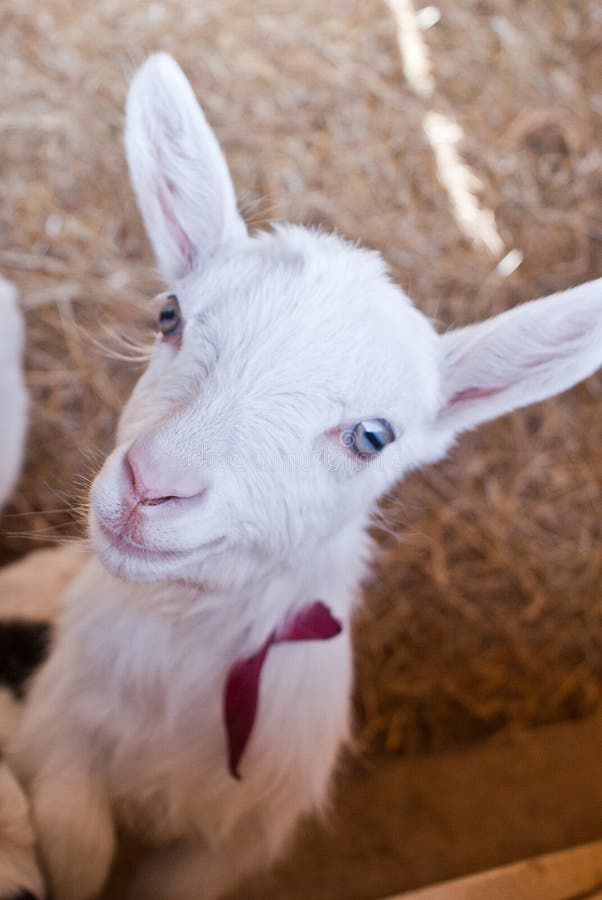 Baby-goat stock image. Image of domestic, rural, farm - 69579707