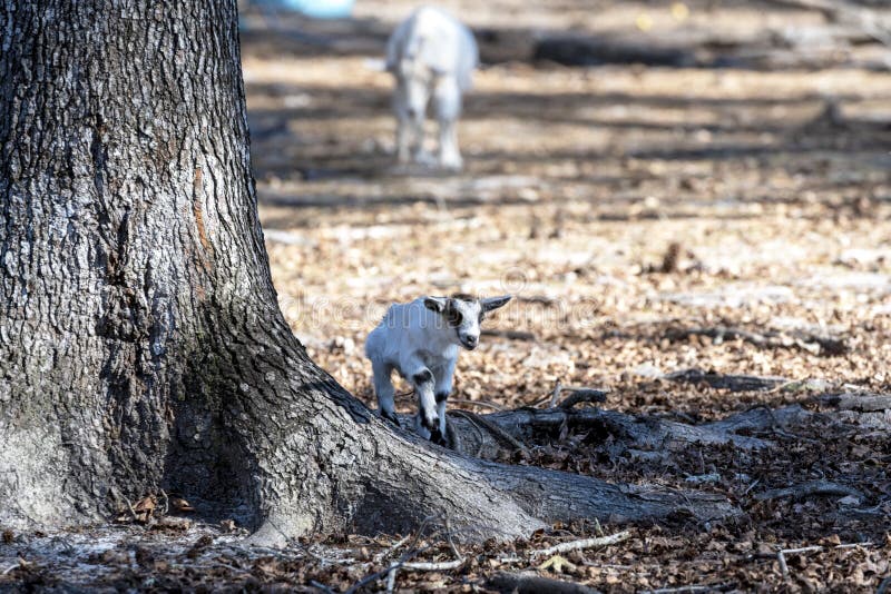 A Cute Baby Goat Playing Near a Tree on a Rural Farm. Stock Photo ...