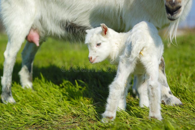 Young Baby Goat with Red Bow-knot Stock Image - Image of country, rural ...