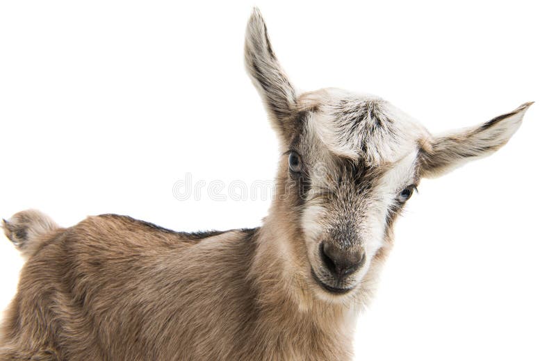 23,014 Baby Goat Stock Photos - Free & Royalty-Free Stock Photos from ...