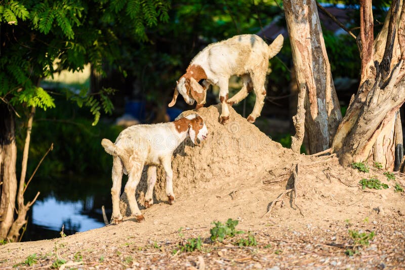 Baby Goat kidding stock image. Image of countryside, sheep - 90794453