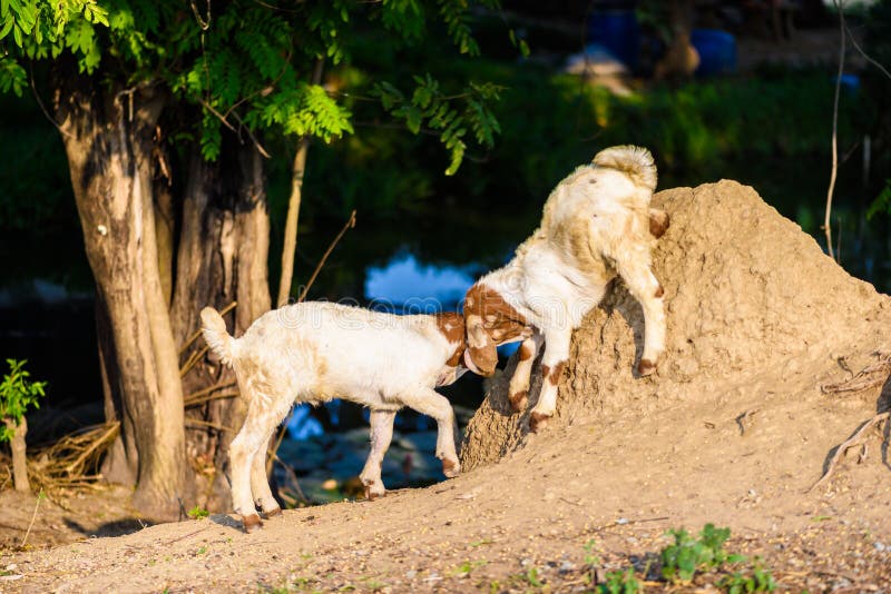 509 Baby Kidding Stock Photos - Free & Royalty-Free Stock Photos from ...