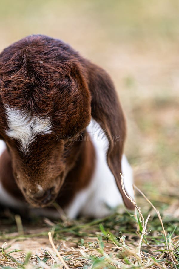 A Baby Goat is Laying Down in the Grass Stock Image - Image of young ...